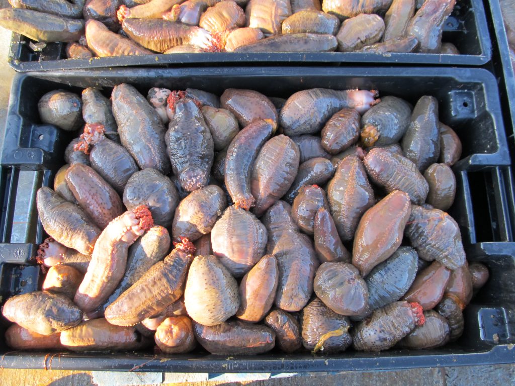 Projet de transformation du concombre de mer à Cloridorme - Radio Gaspésie