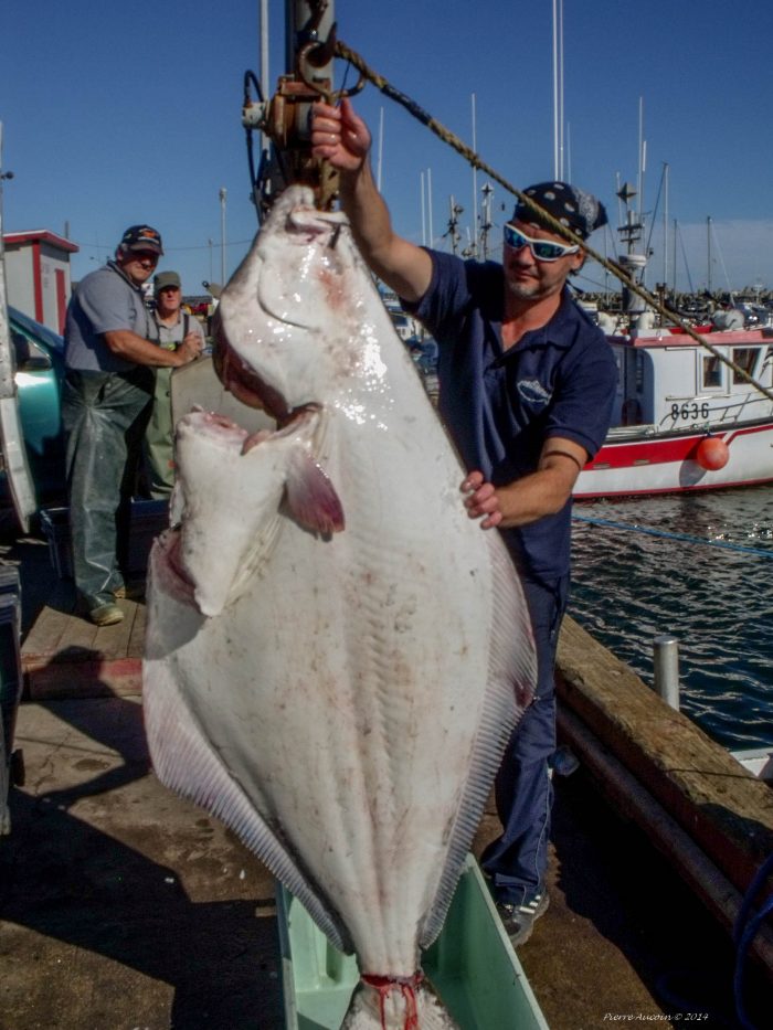 Pour une hausse du contingent de flétan de l'Atlantique
