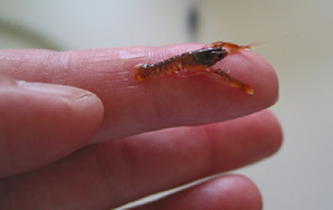 Les premiers homards provenant de l’écloserie pourront être capturés ...