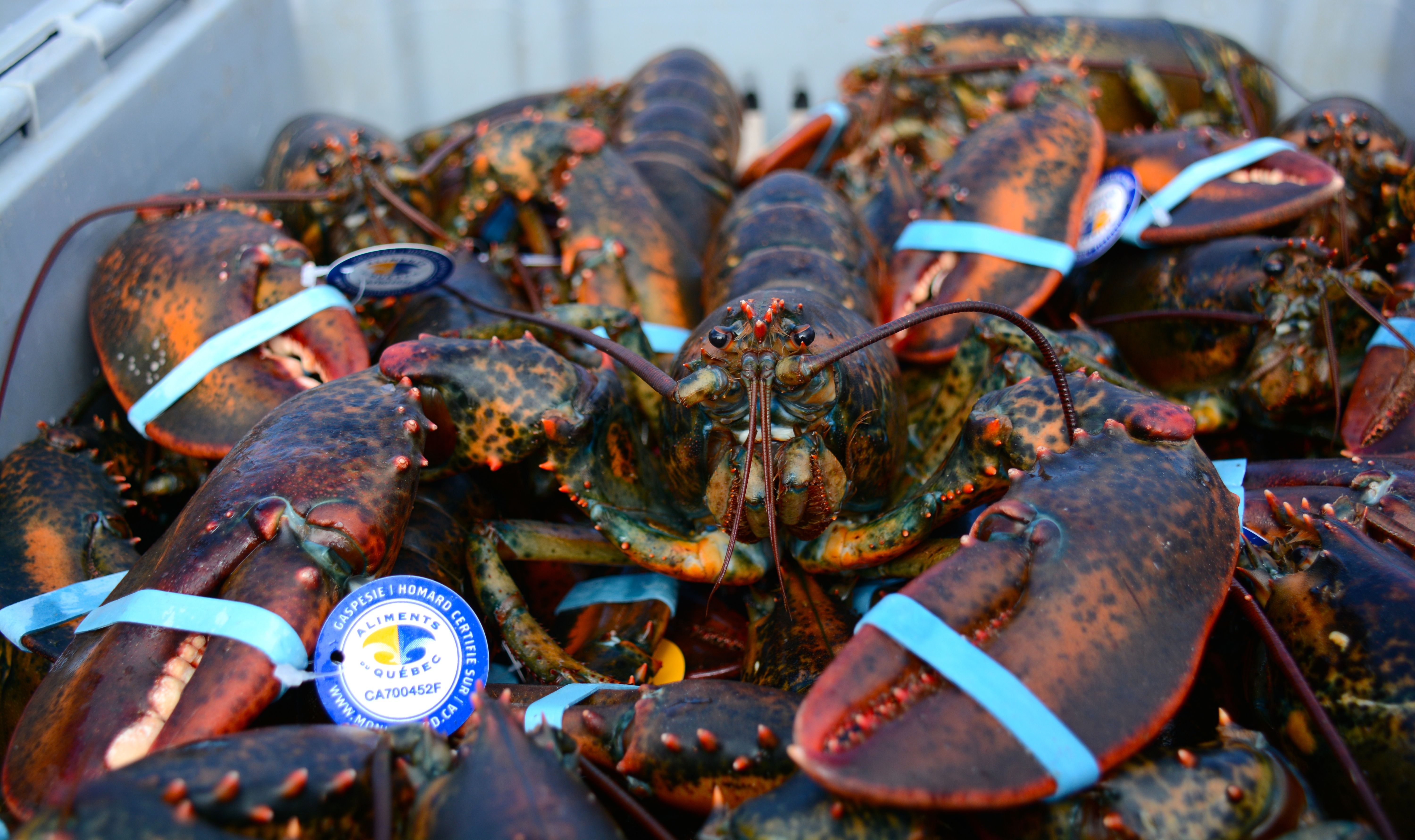 Pêche au homard : début de saison au ralenti - Radio Gaspésie